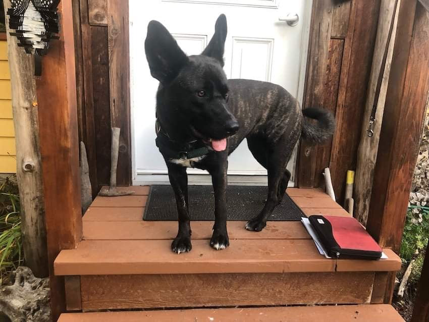 Drive for Lives - Animal Transfer – BC SPCA