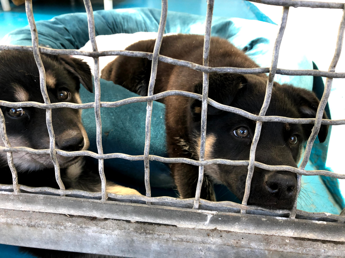 Gift Catalogue – BC SPCA