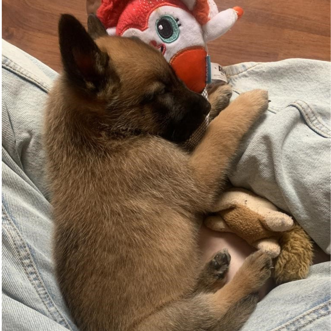 Special Needs Animal Care – BC SPCA