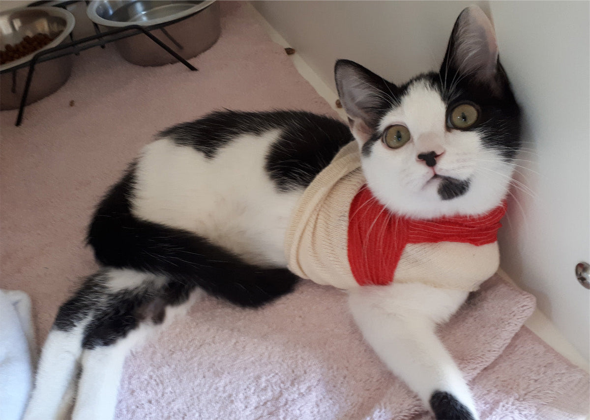 Cat Isolation Room - West Vancouver – BC SPCA