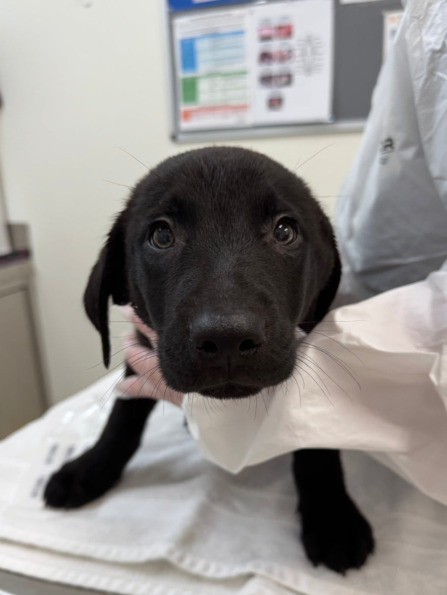 Dog Health Check – BC SPCA