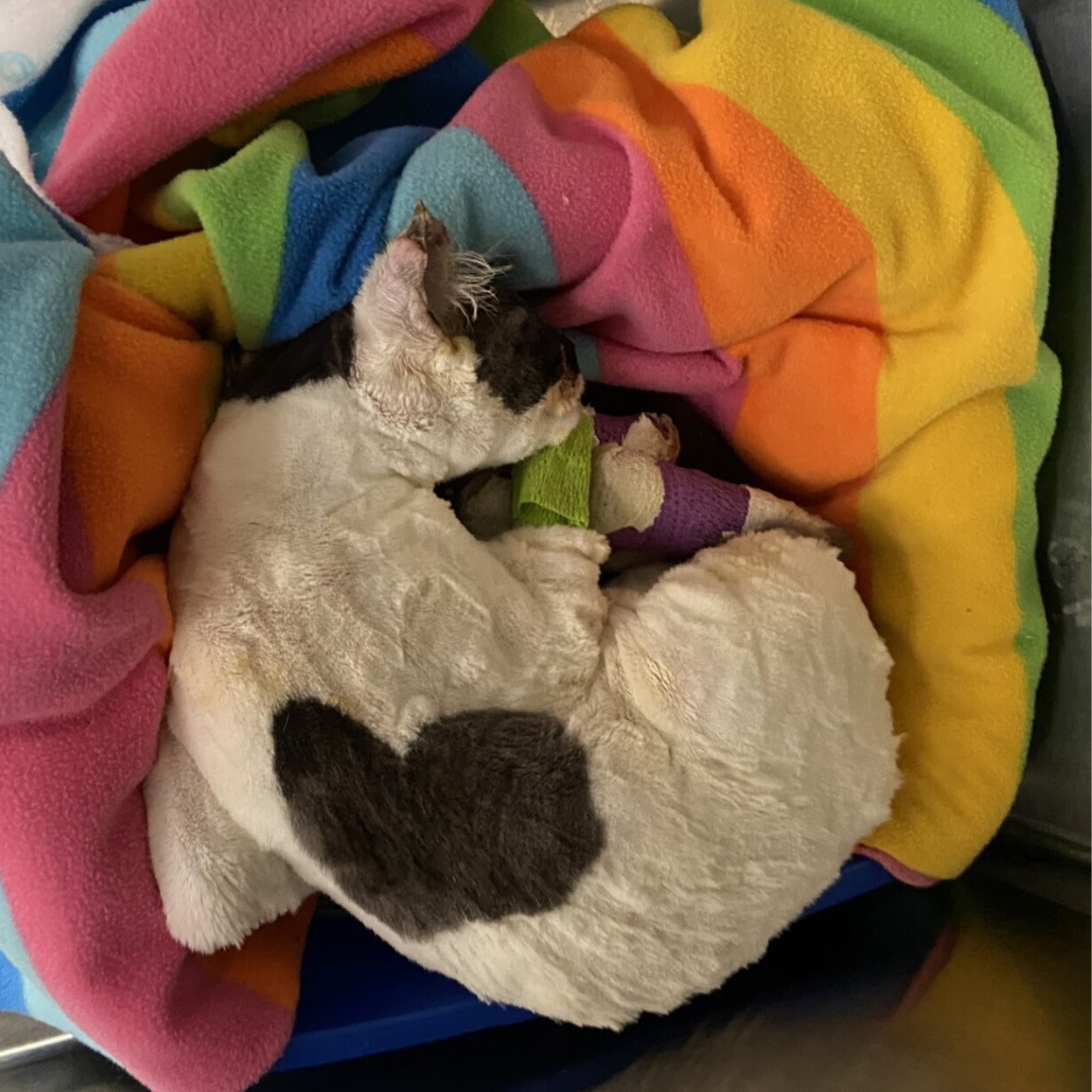 Emergency Medical Care – BC SPCA