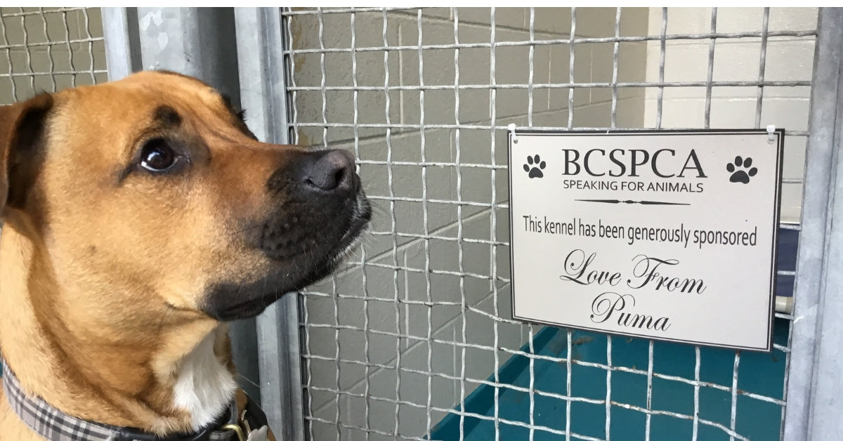 Dog Kennel – BC SPCA