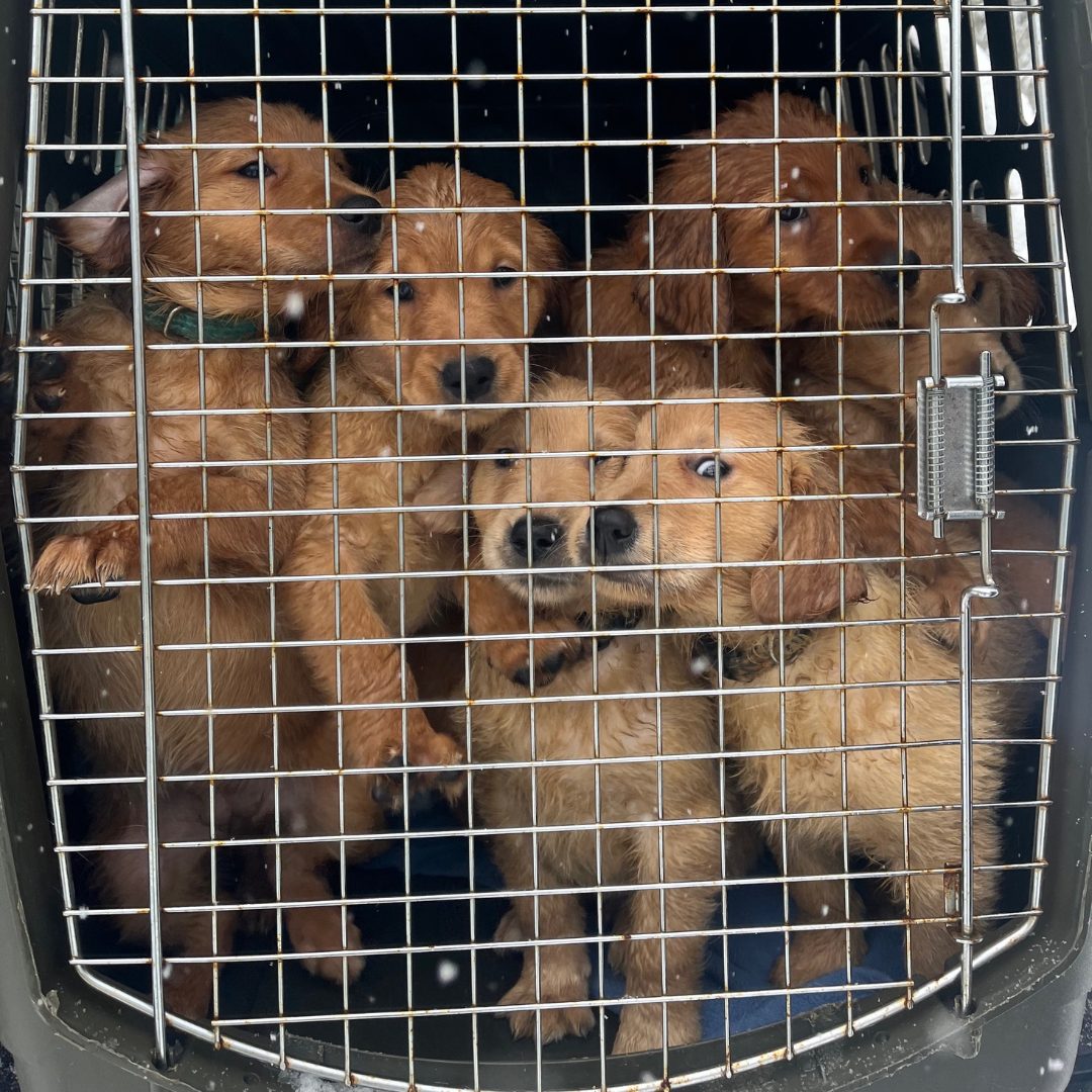 Specialized Care - Puppies – BC SPCA