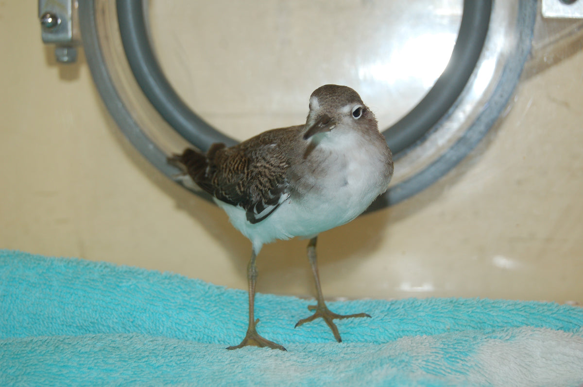 Intensive Care Unit - Wild ARC – BC SPCA