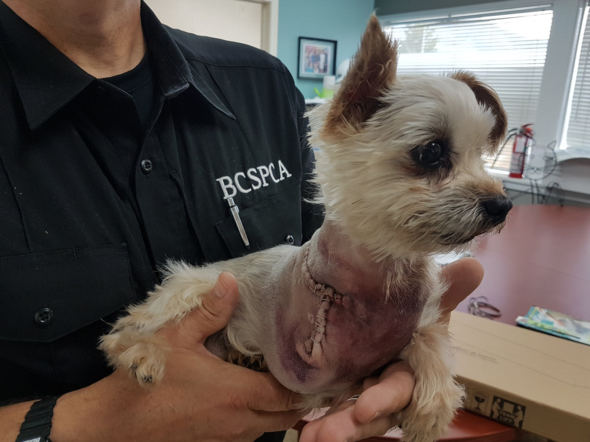 Emergency veterinary care (avg) – BC SPCA
