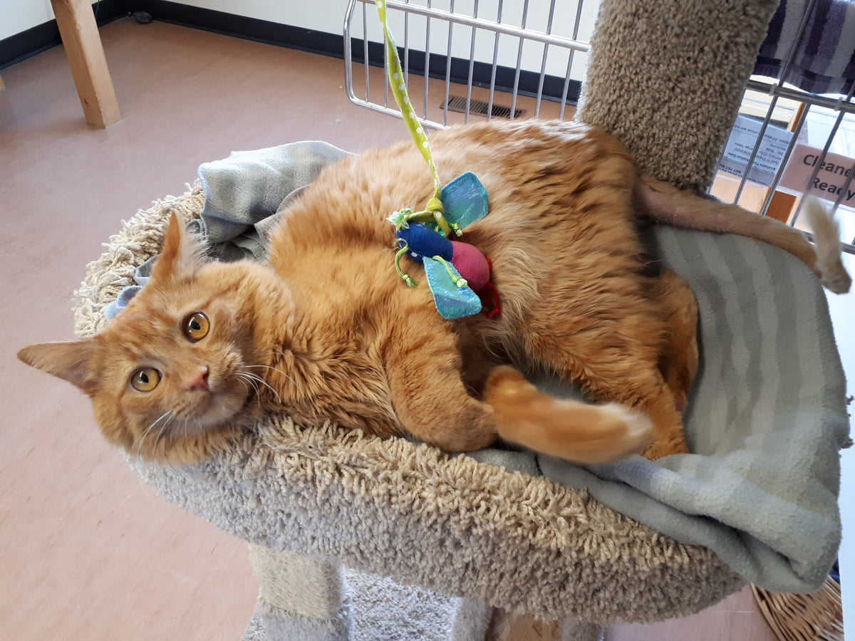 Animal Intake Room - Burnaby – BC SPCA