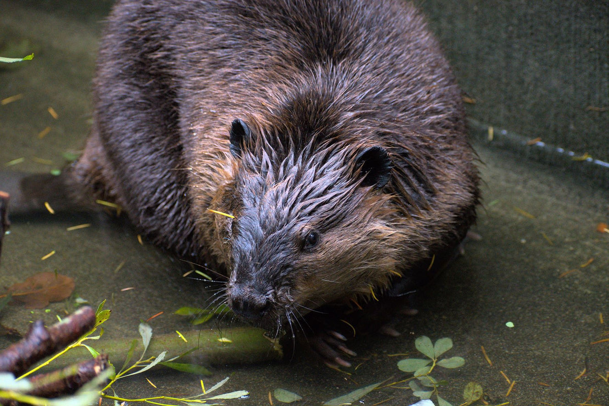 Pool Pen 1 - Wild ARC – BC SPCA