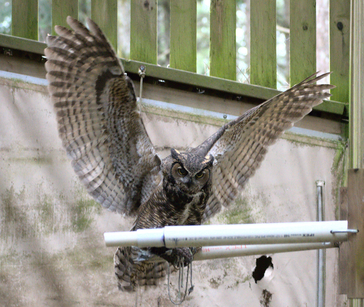 Raptor Flight Pen - Wild ARC – BC SPCA
