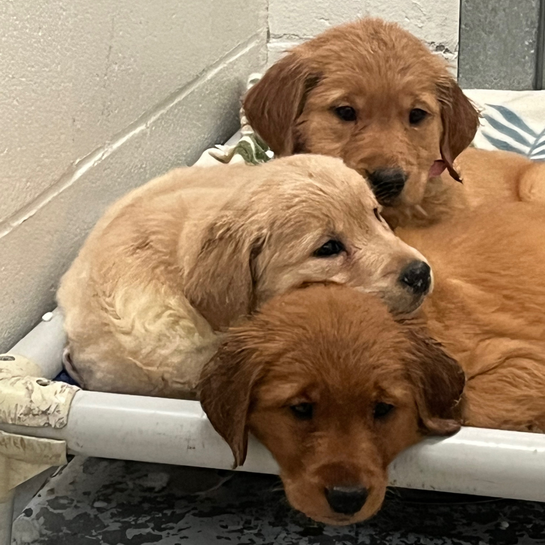 Specialized Care - Puppies – BC SPCA