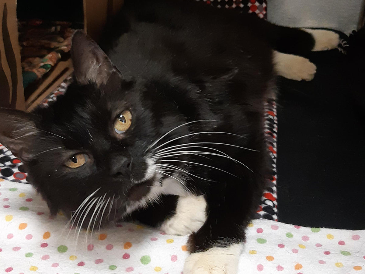 A day of care for an animal in Campbell River – BC SPCA