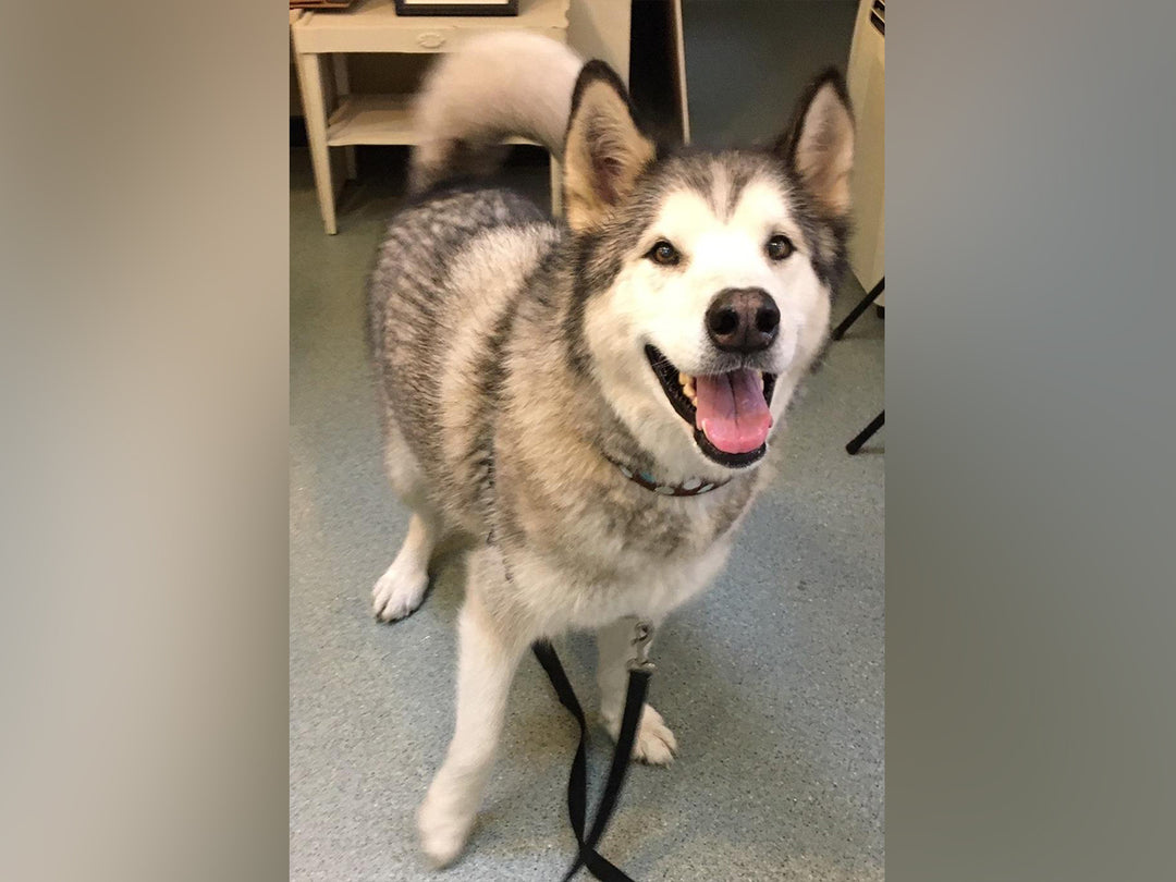 A day of care for an animal in Cowichan – BC SPCA