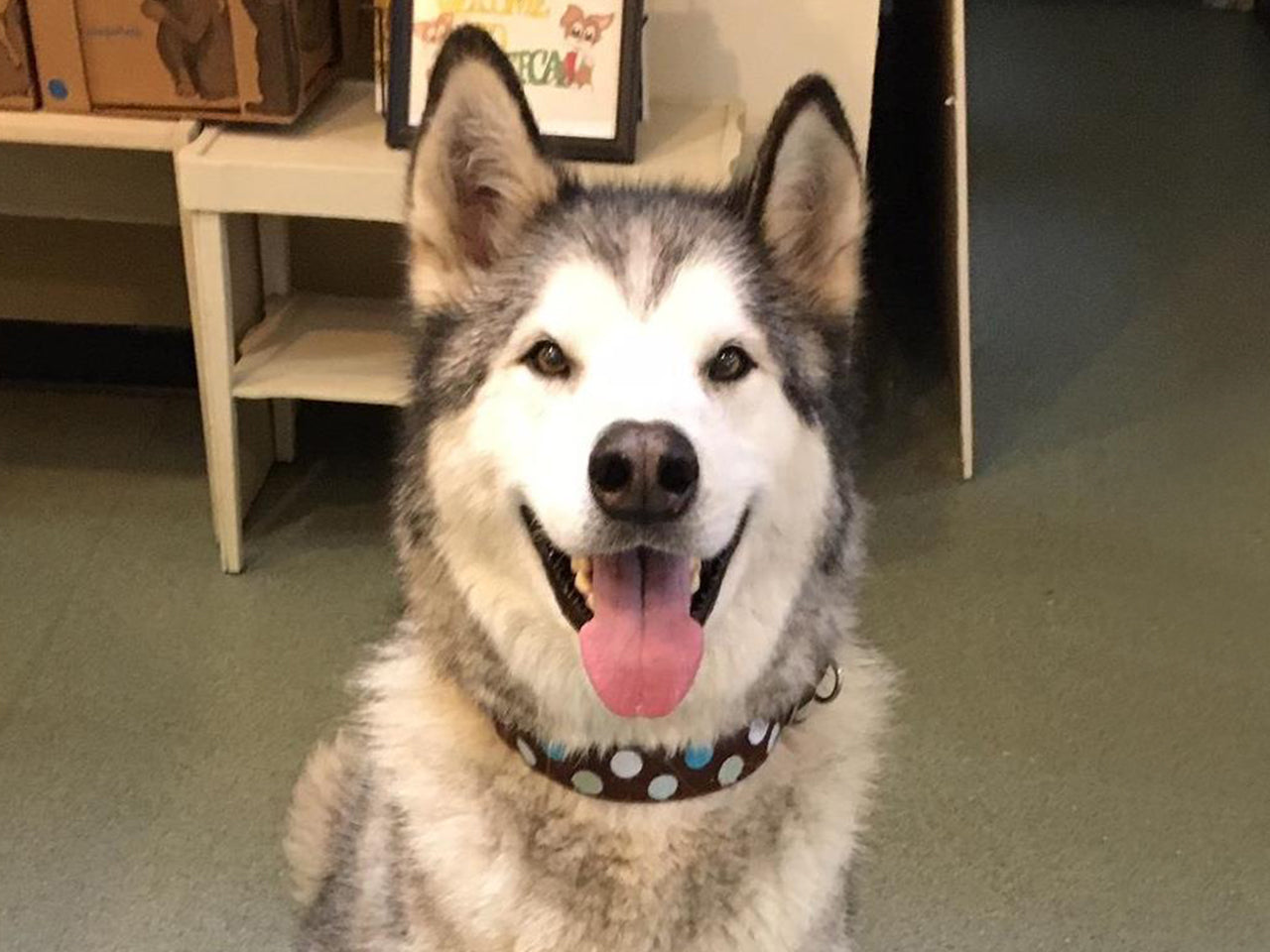 A day of care for an animal in Cowichan – BC SPCA