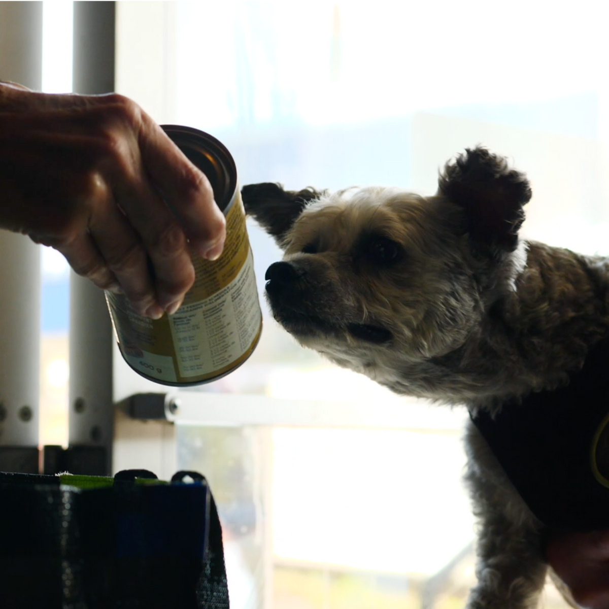 Outreach Support & Pet Food Banks – BC SPCA