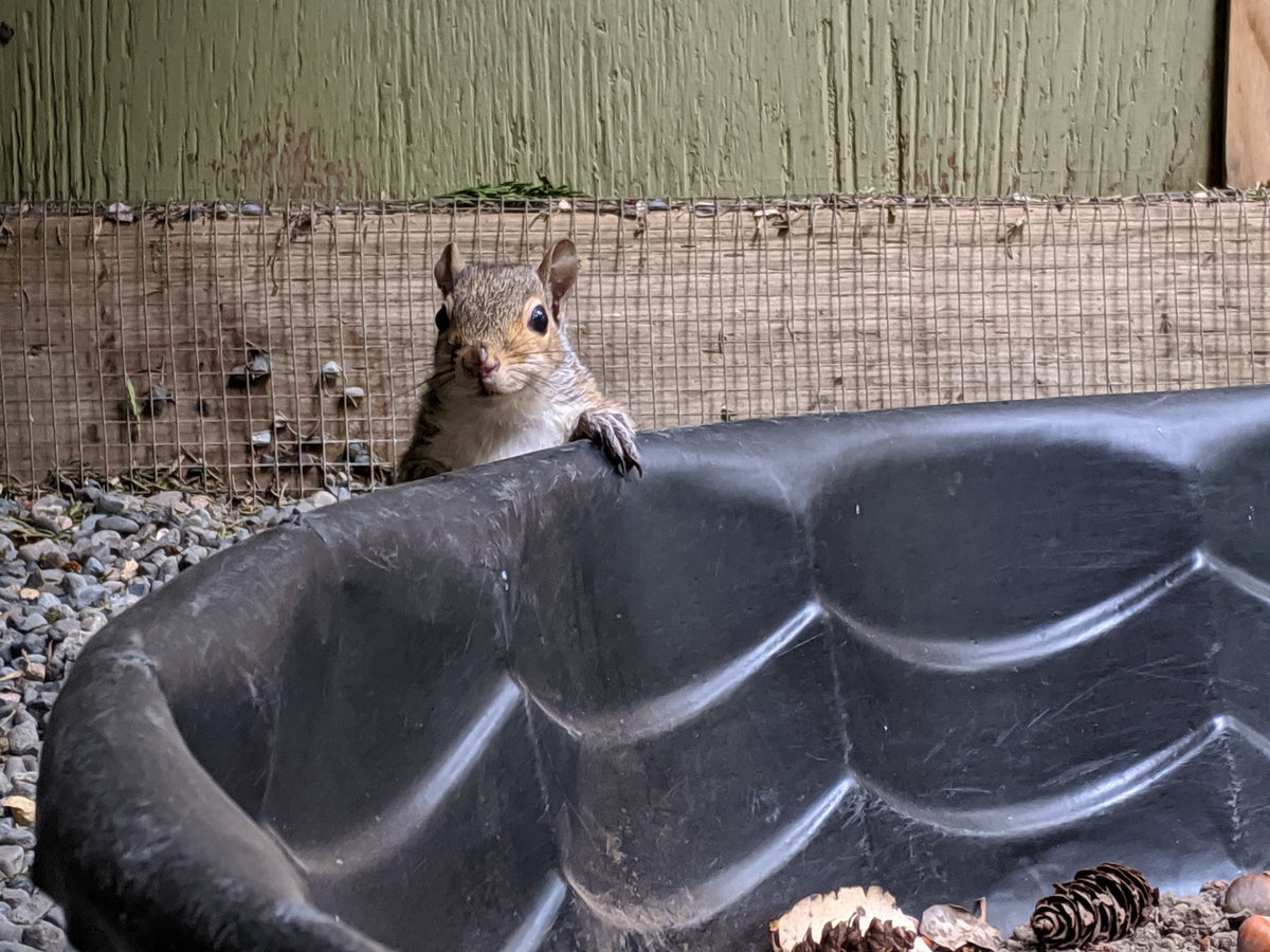 Outdoor Mammal Enclosure - Wild ARC – BC SPCA