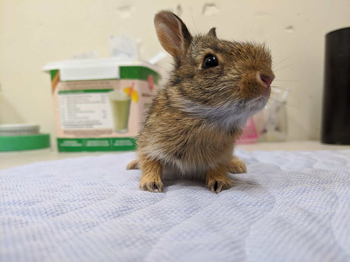 Indoor Isolation Wards - Wild ARC – BC SPCA