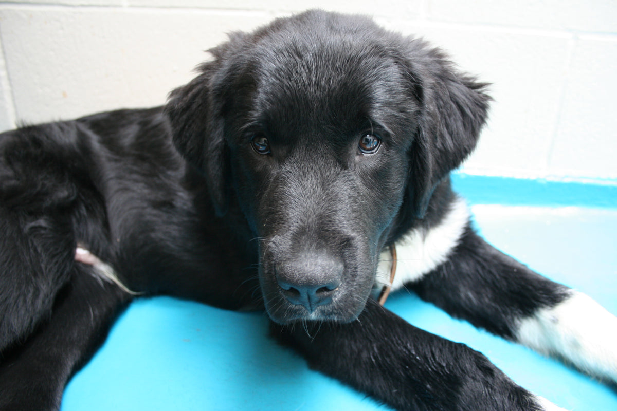 Animal Intake Room - Vancouver – BC SPCA