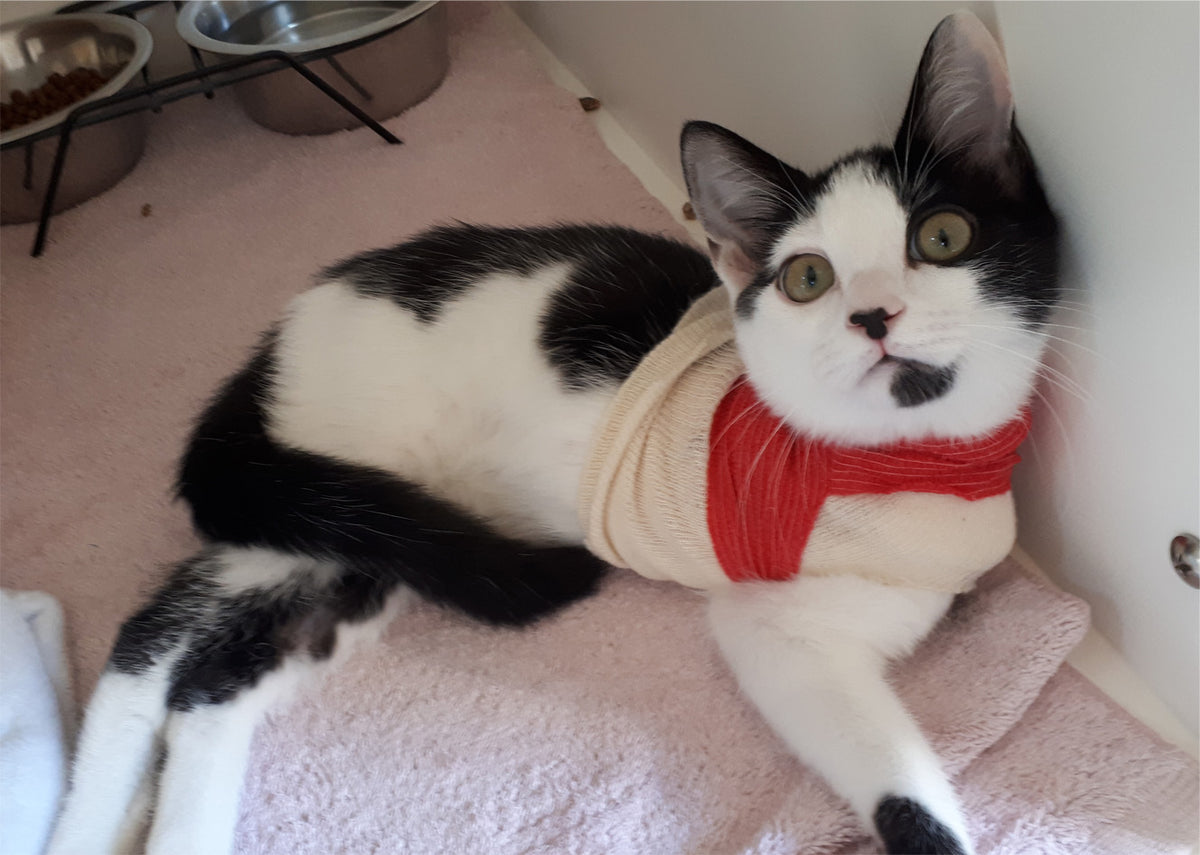 Cat Isolation Room - Burnaby – BC SPCA