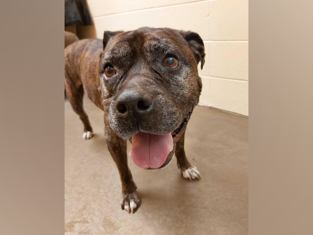 A day of care for an animal in Maple Ridge – BC SPCA