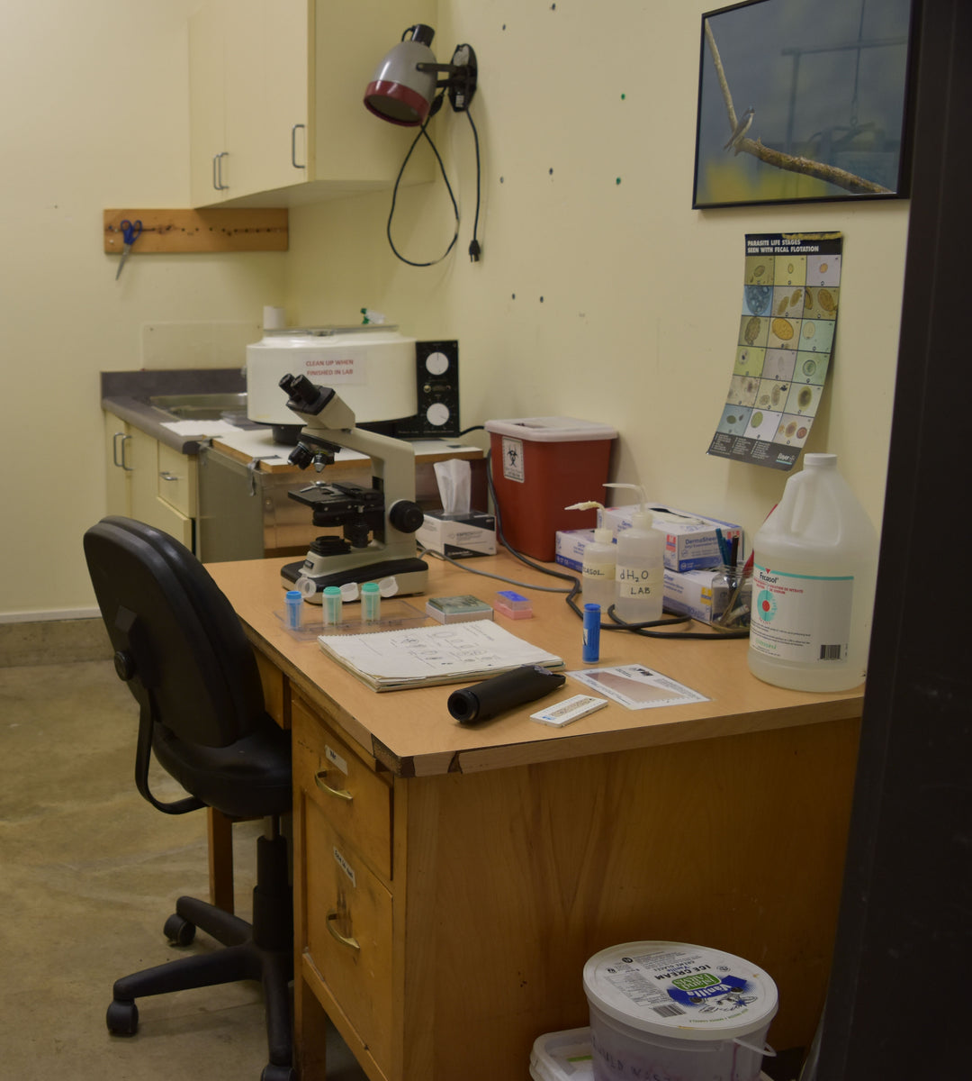 Laboratory - Wild ARC – BC SPCA