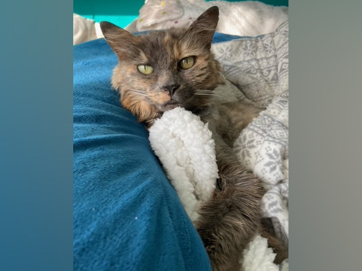 A day of care for an animal in Vancouver – BC SPCA
