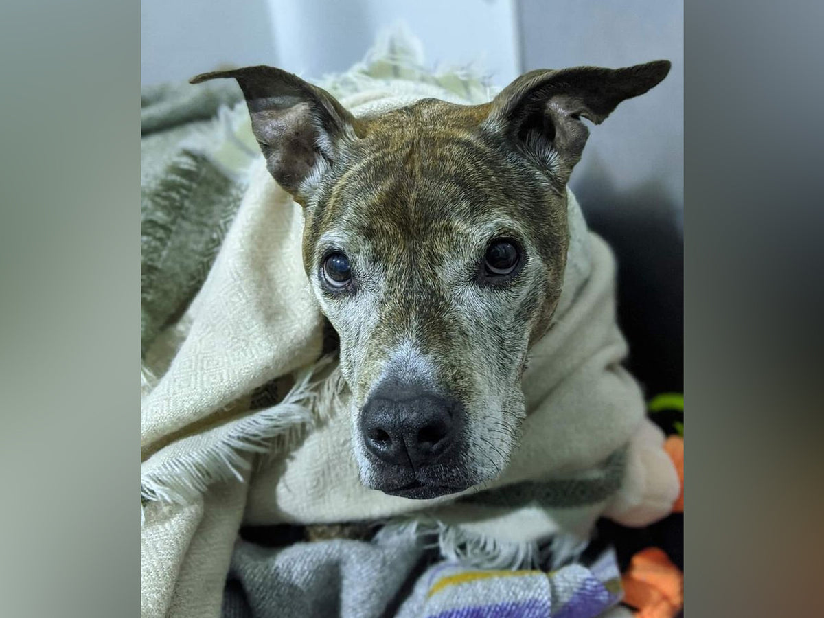 A day of care for an animal in Victoria – BC SPCA